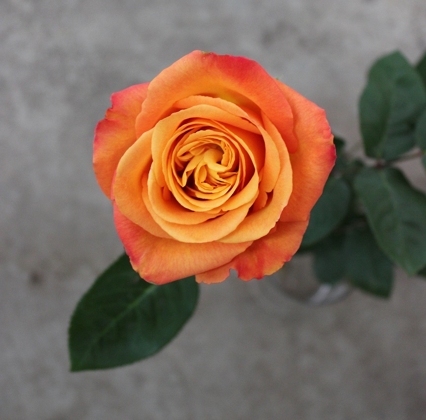 Confidential | Stevens and Son Wholesale Florist