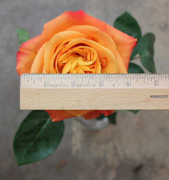 Confidential | Stevens and Son Wholesale Florist