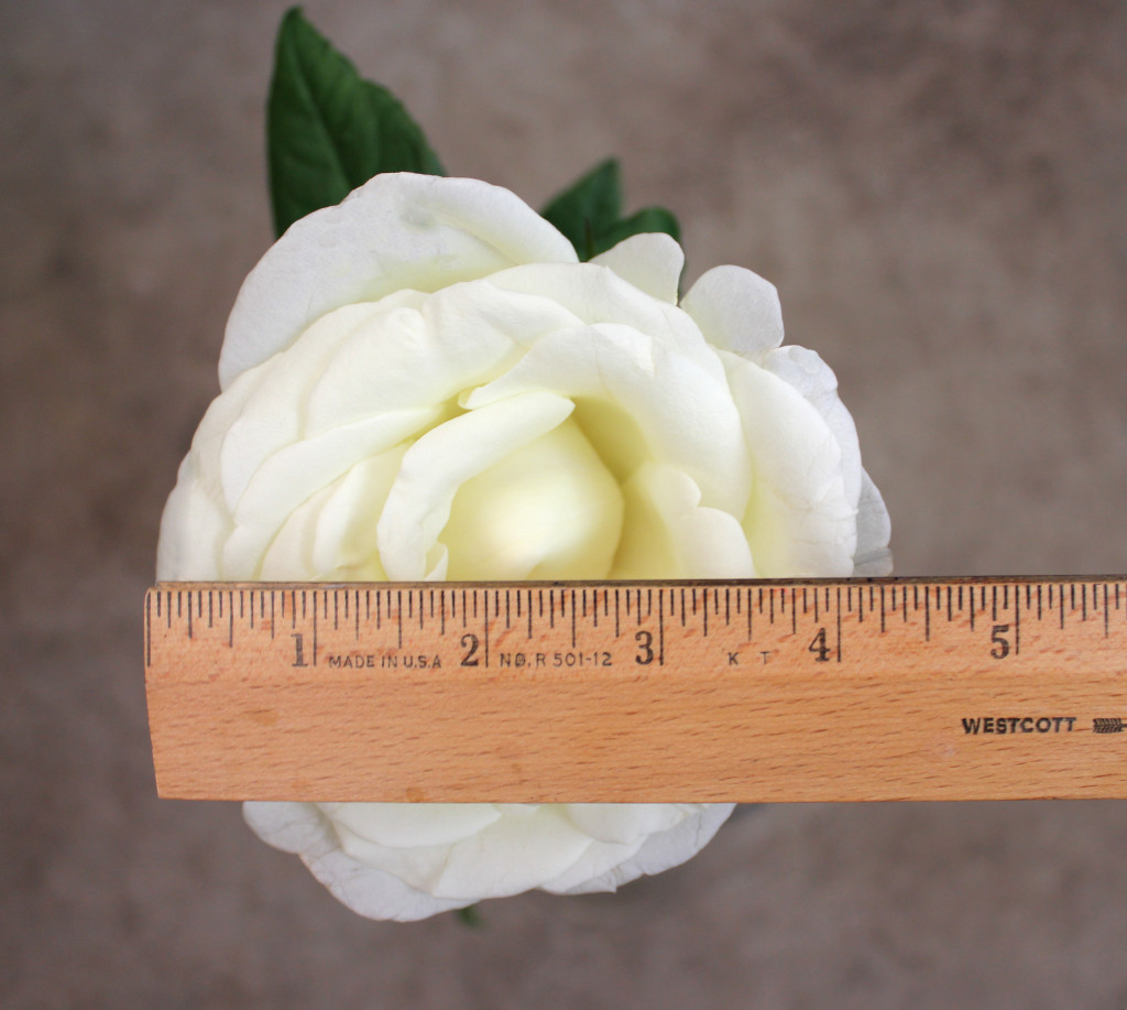 Norma Jean | Stevens and Son Wholesale Florist