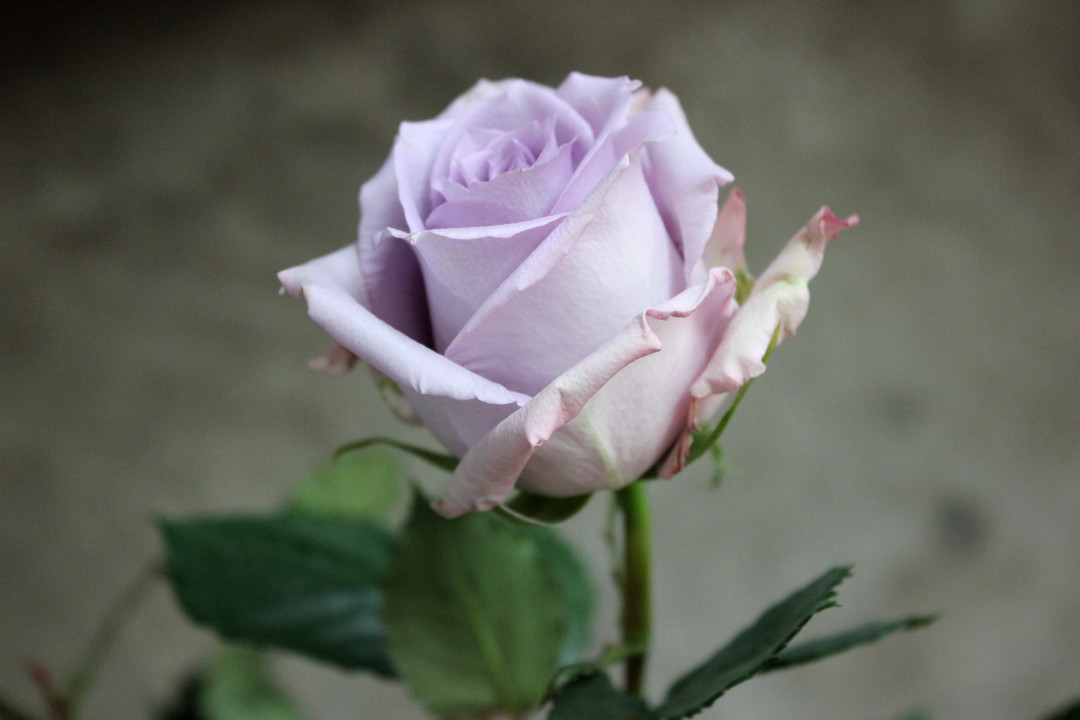 Ocean Song | Stevens and Son Wholesale Florist
