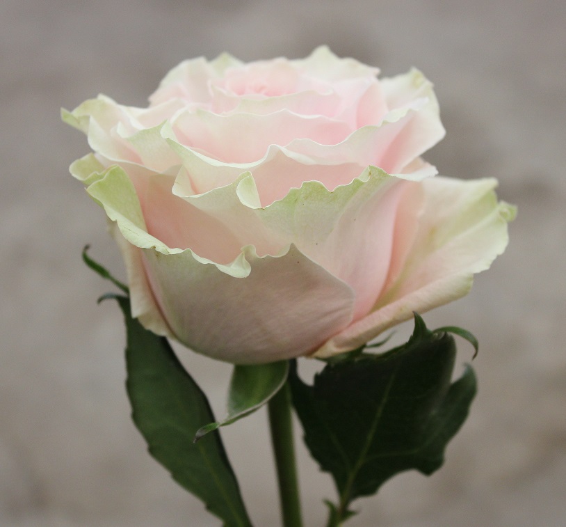 Pink Mondial | Stevens and Son Wholesale Florist