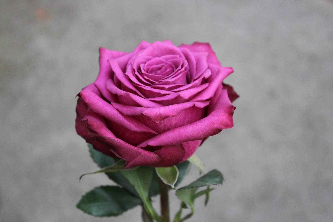 Blueberry | Stevens and Son Wholesale Florist