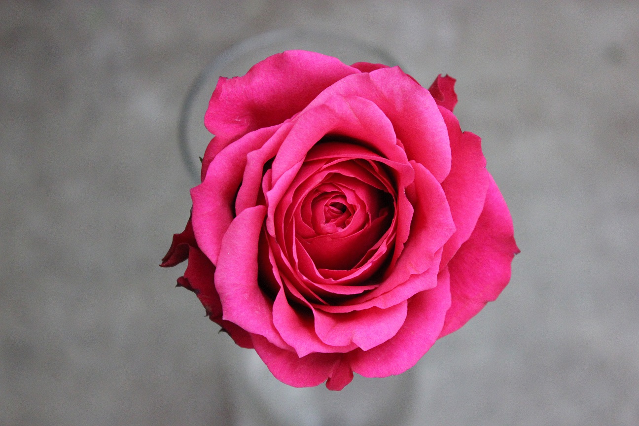 Cherry O | Stevens and Son Wholesale Florist