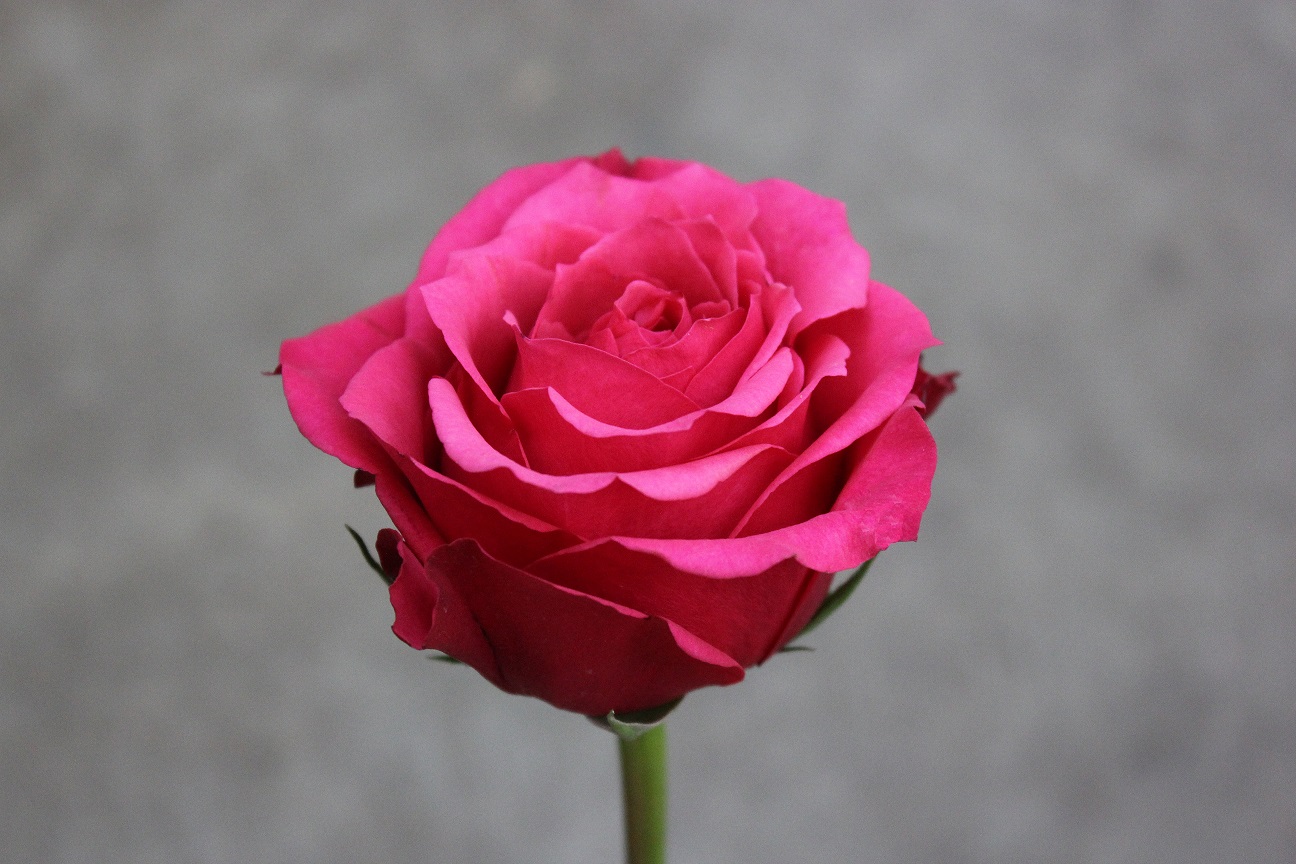 Cherry O | Stevens and Son Wholesale Florist