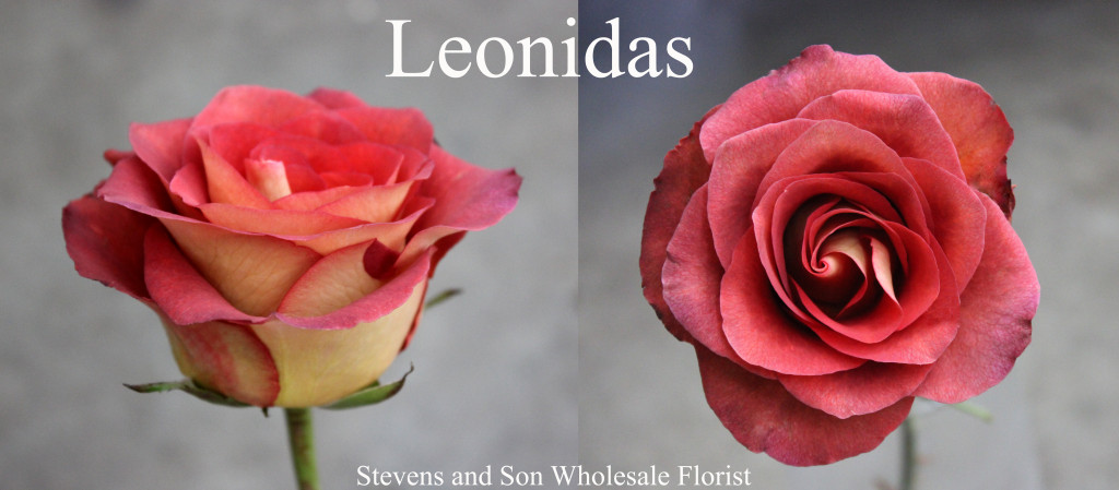 Roses-Color | Stevens and Son Wholesale Florist