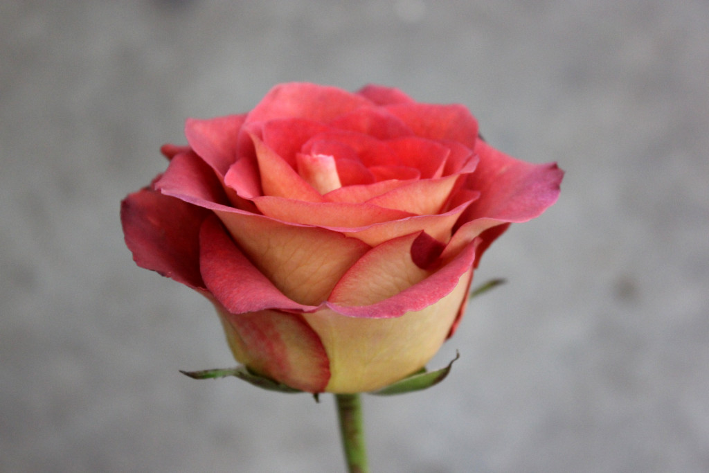 Leonidas | Stevens and Son Wholesale Florist