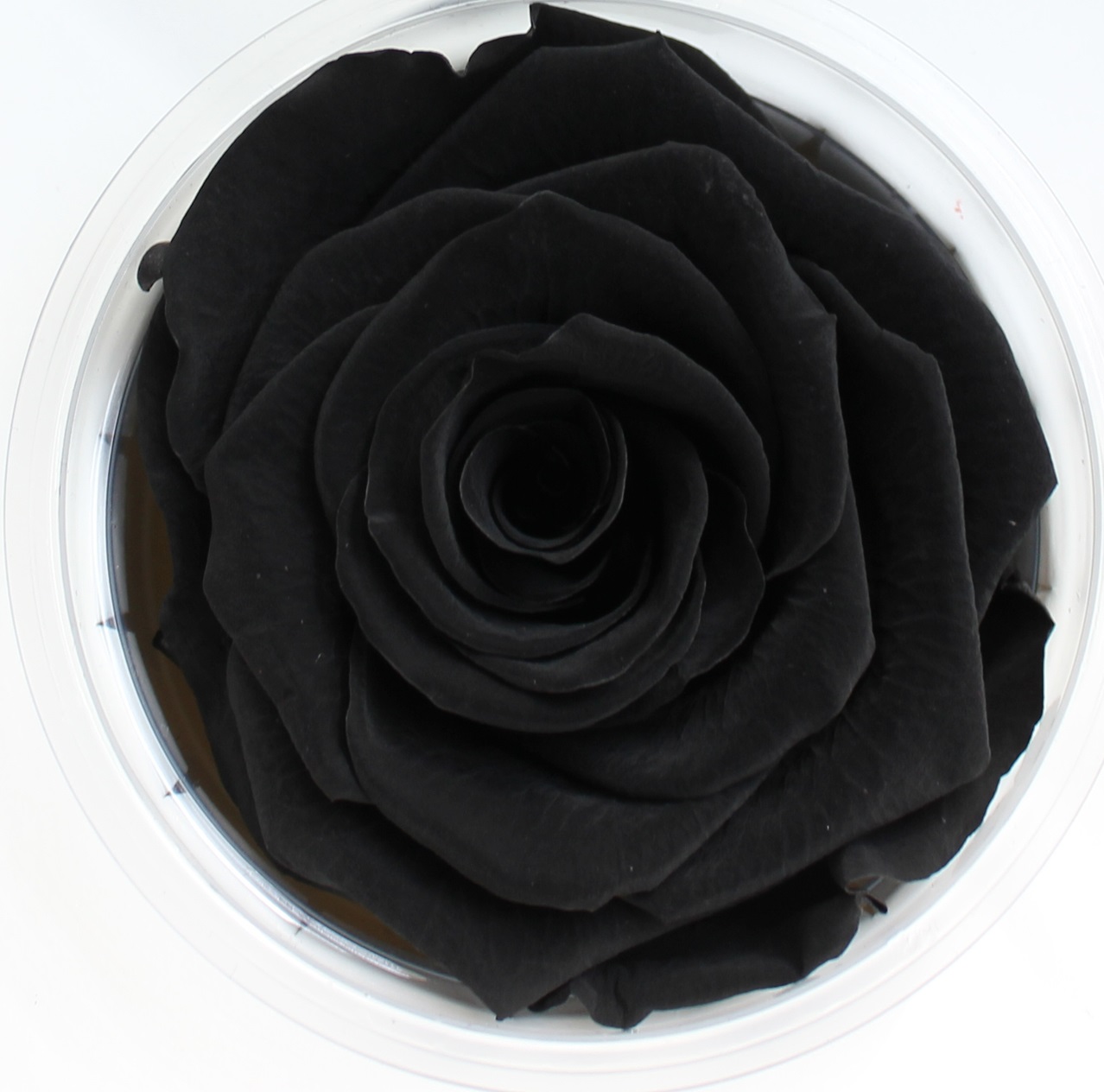 Preserved Roses | Stevens and Son Wholesale Florist