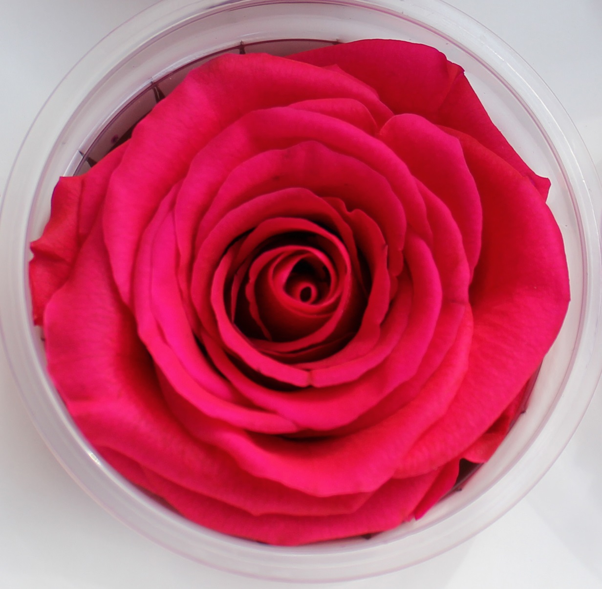 Preserved Roses | Stevens and Son Wholesale Florist