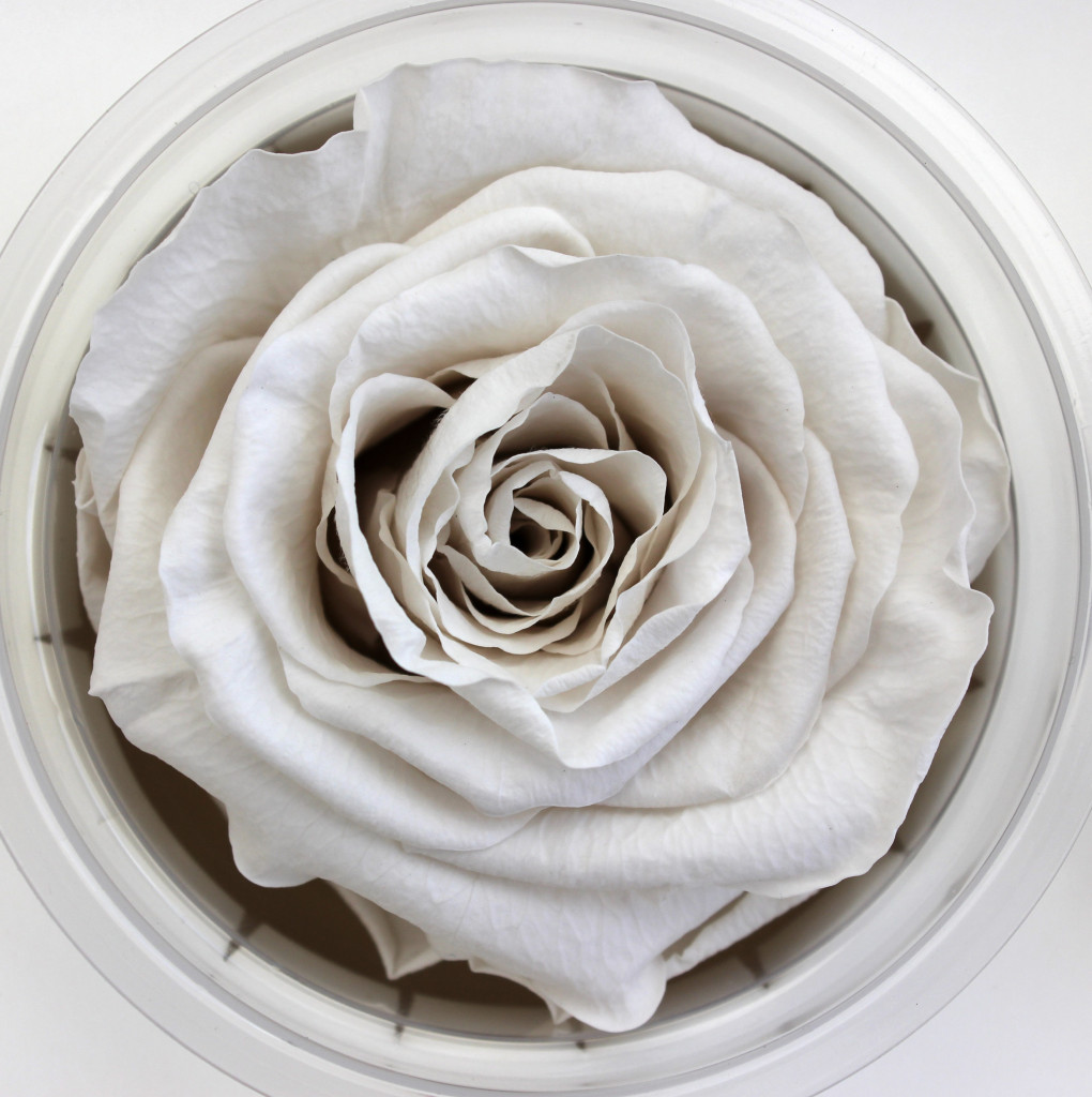 Preserved Roses | Stevens and Son Wholesale Florist