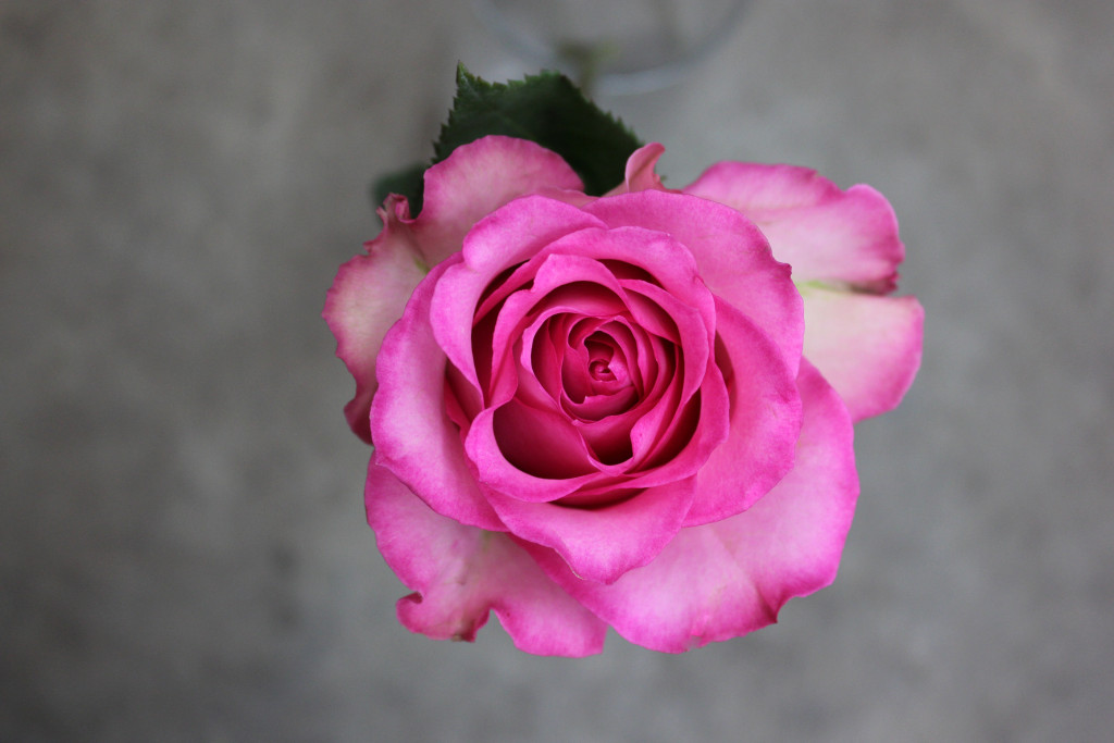 Sweet Unique | Stevens and Son Wholesale Florist