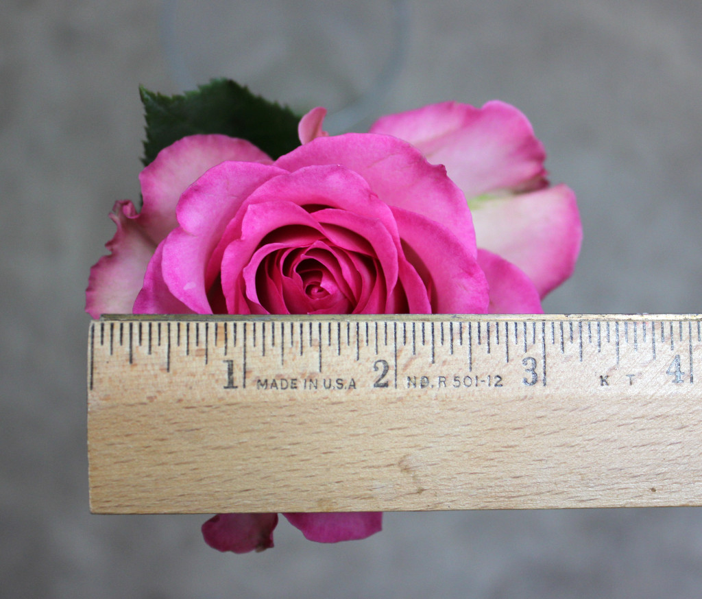 Sweet Unique | Stevens and Son Wholesale Florist