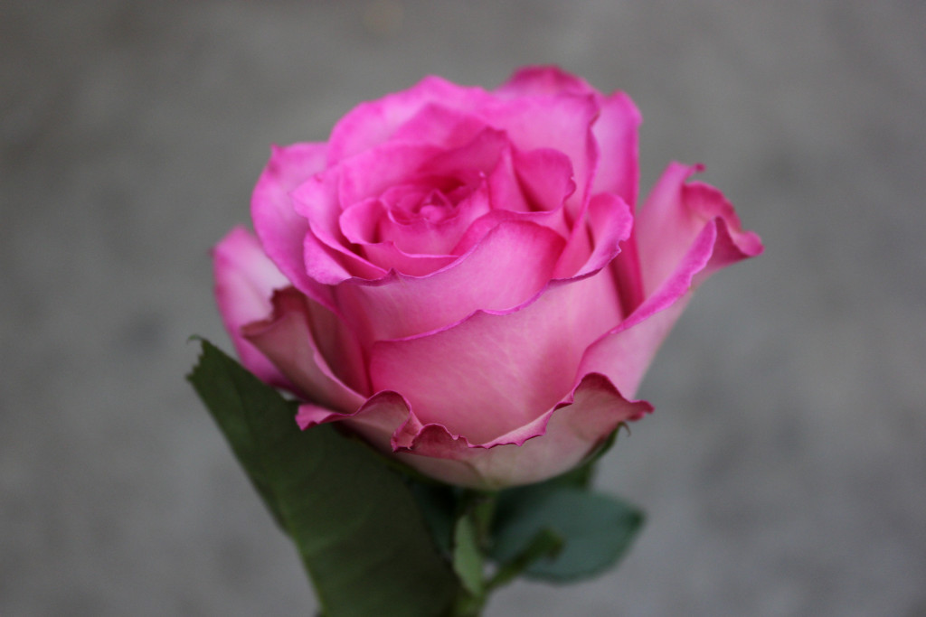 Sweet Unique | Stevens and Son Wholesale Florist