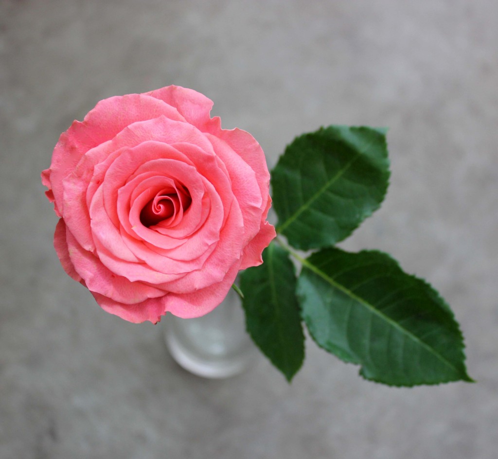 Amsterdam | Stevens and Son Wholesale Florist