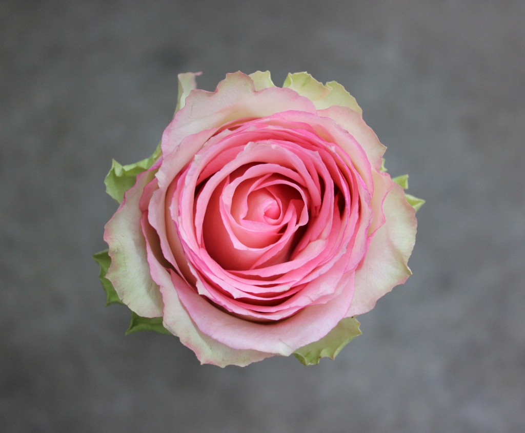 Esperance | Stevens and Son Wholesale Florist