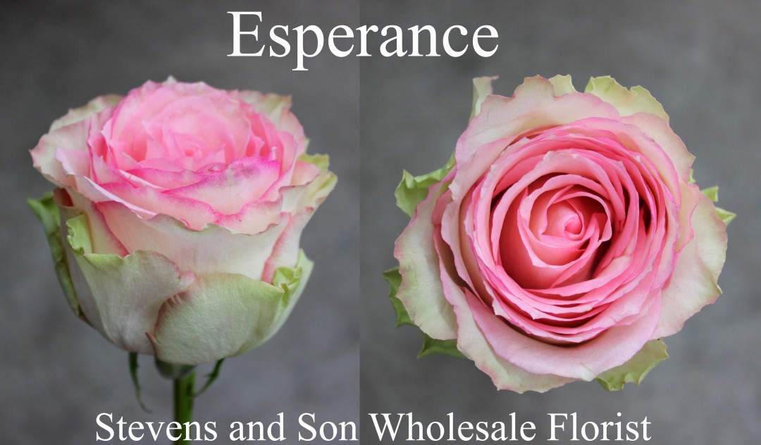 Roses-Color | Stevens and Son Wholesale Florist