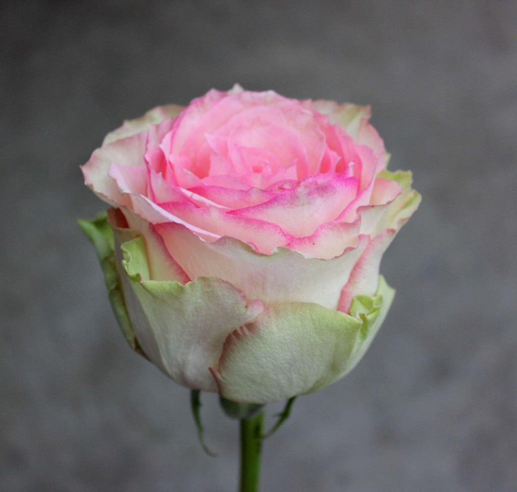 Esperance | Stevens and Son Wholesale Florist