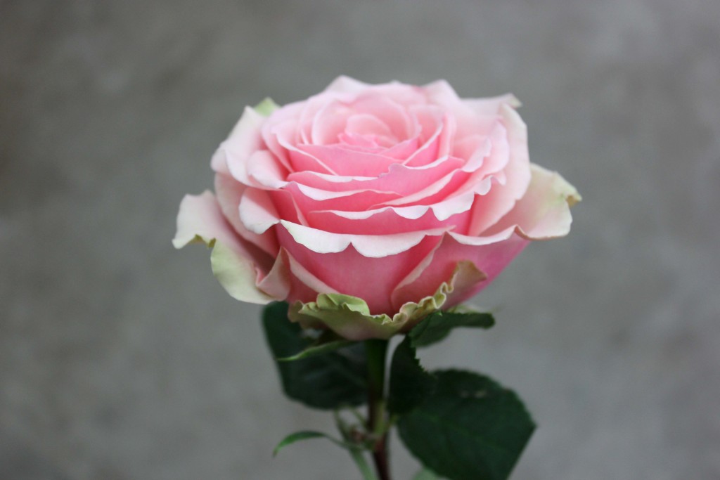 Geraldine | Stevens and Son Wholesale Florist