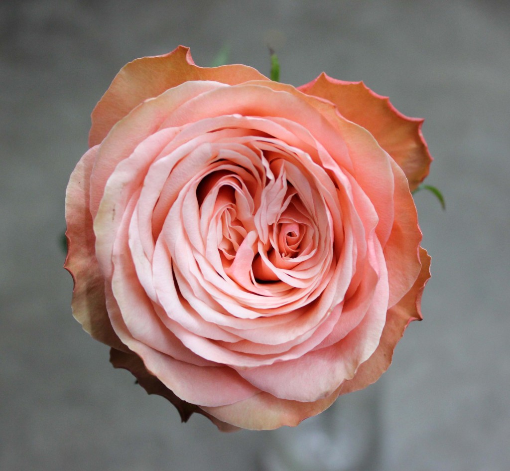 Kahala | Stevens and Son Wholesale Florist