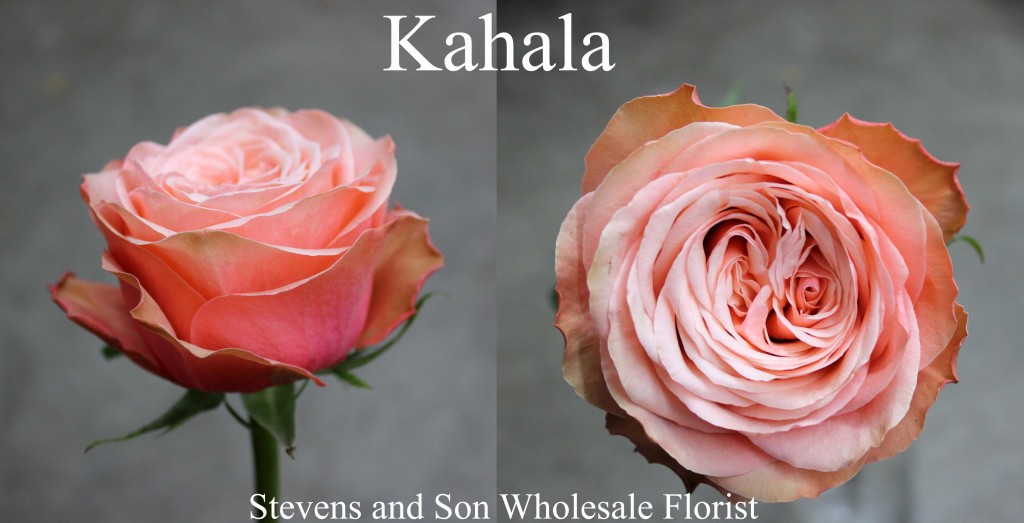 Roses-Color | Stevens and Son Wholesale Florist