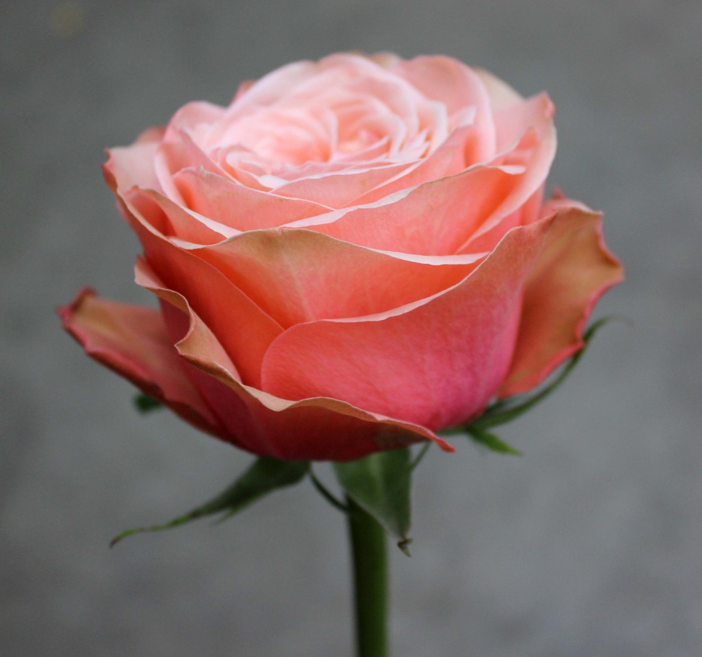 Kahala | Stevens and Son Wholesale Florist