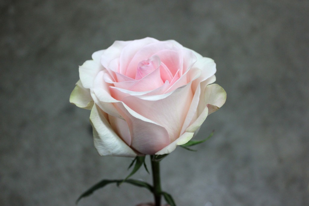 Novia | Stevens and Son Wholesale Florist