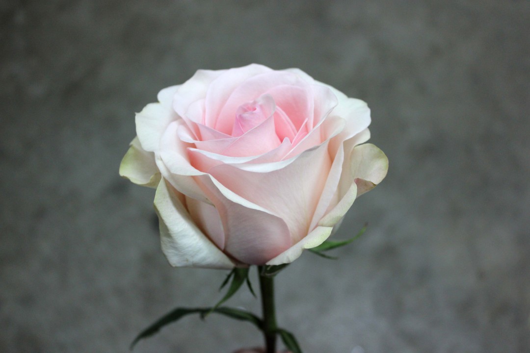 Novia | Stevens and Son Wholesale Florist