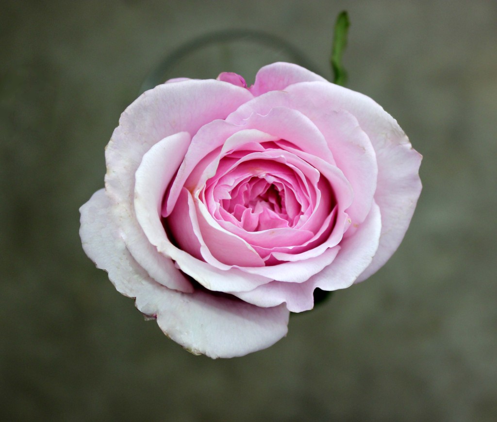 Rosalind | Stevens and Son Wholesale Florist