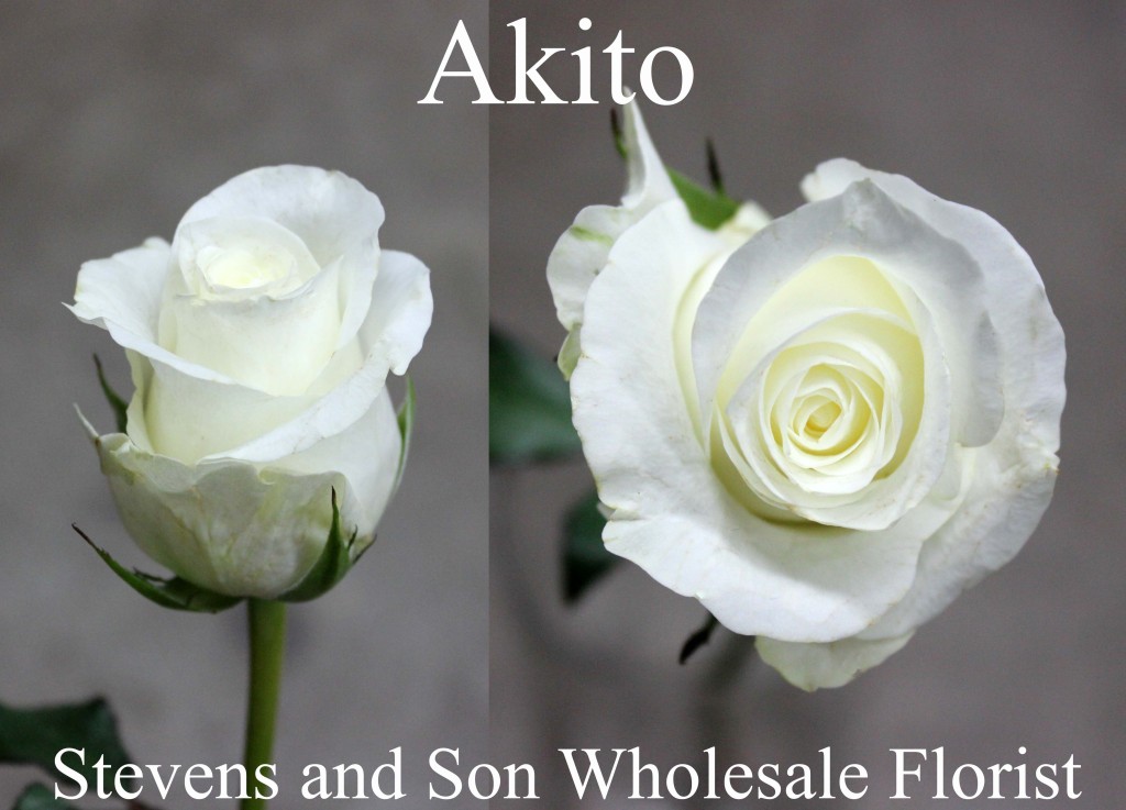 Roses Search By Name | Stevens and Son Wholesale Florist