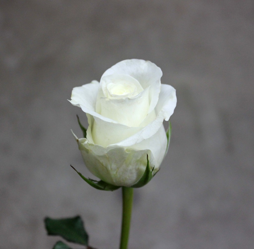 Akito | Stevens and Son Wholesale Florist