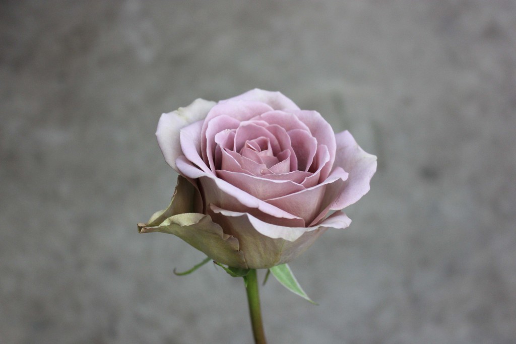 Amnesia | Stevens and Son Wholesale Florist