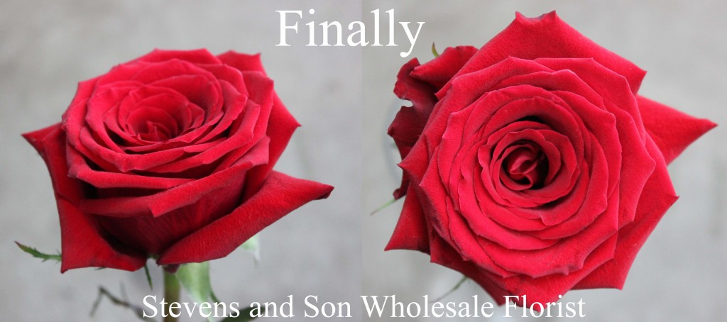 Roses Search By Name | Stevens and Son Wholesale Florist