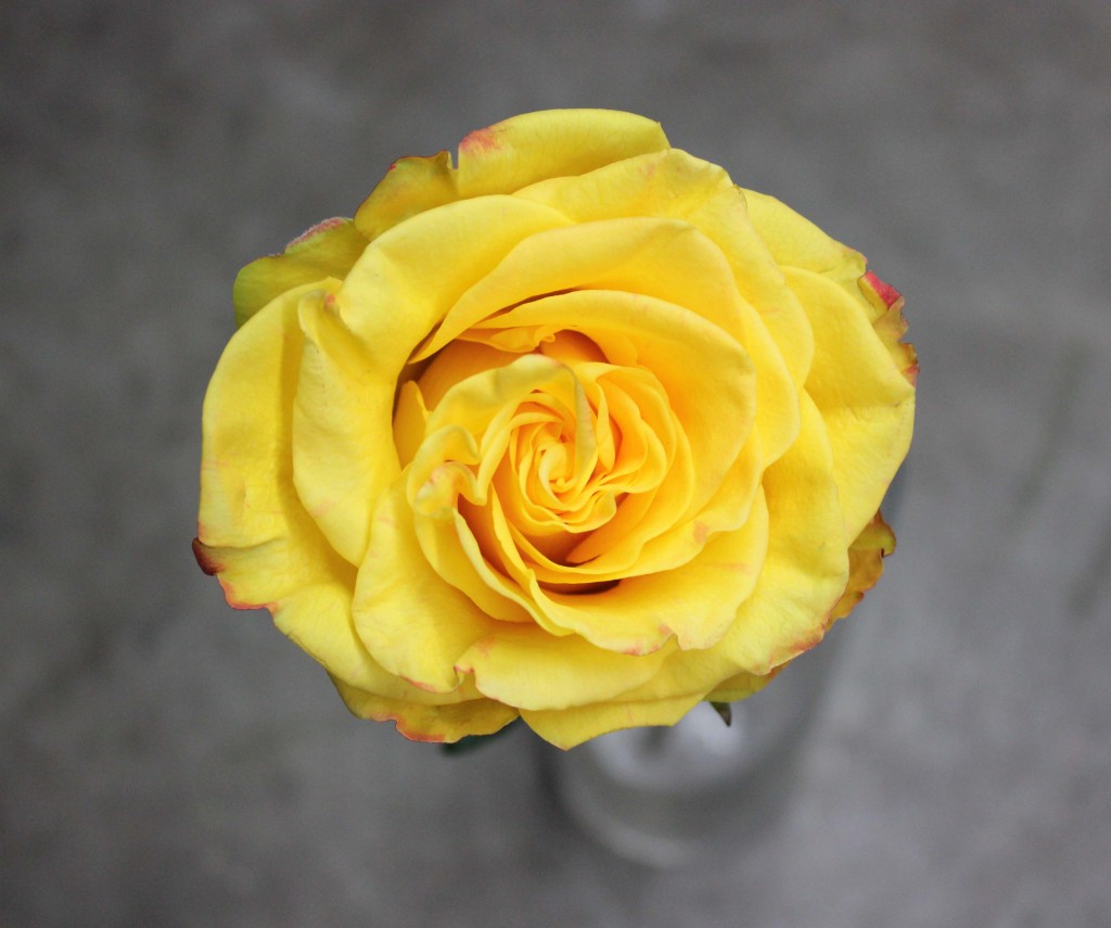 High & Yellow Magic | Stevens and Son Wholesale Florist