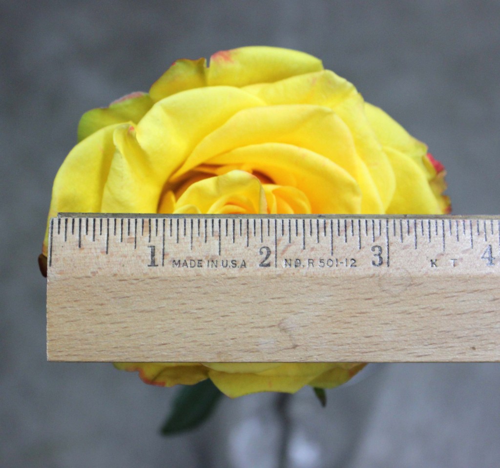 High & Yellow Magic | Stevens and Son Wholesale Florist