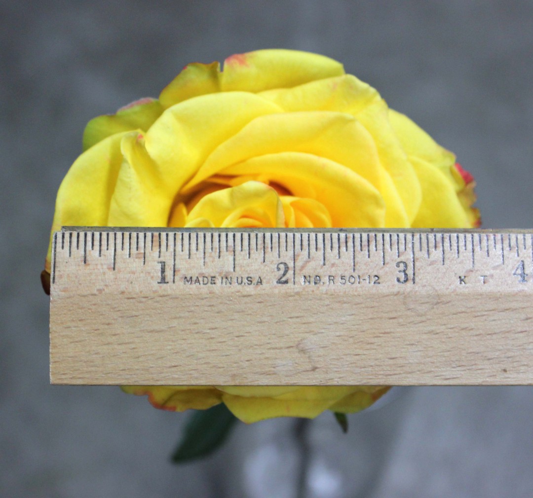 High & Yellow Magic | Stevens and Son Wholesale Florist