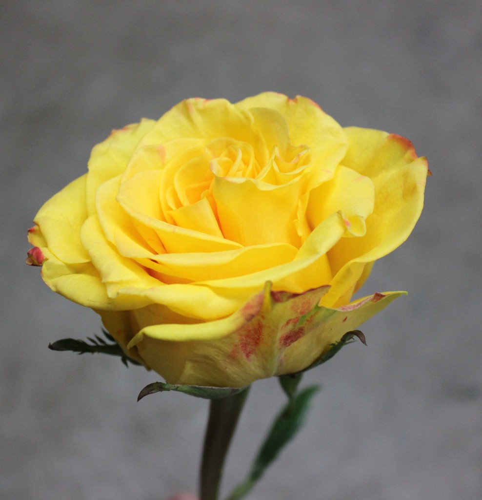 High & Yellow Magic | Stevens and Son Wholesale Florist