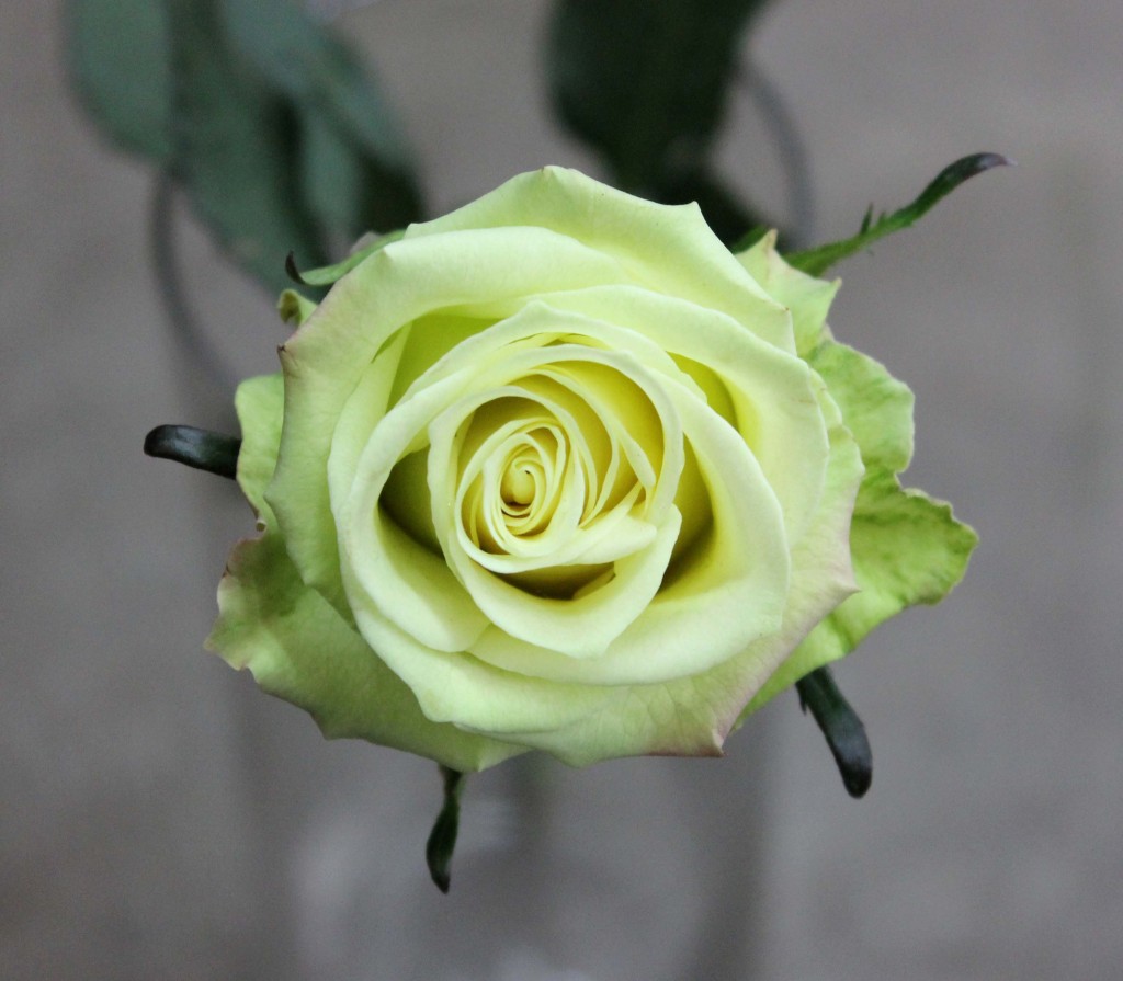 Jade | Stevens and Son Wholesale Florist