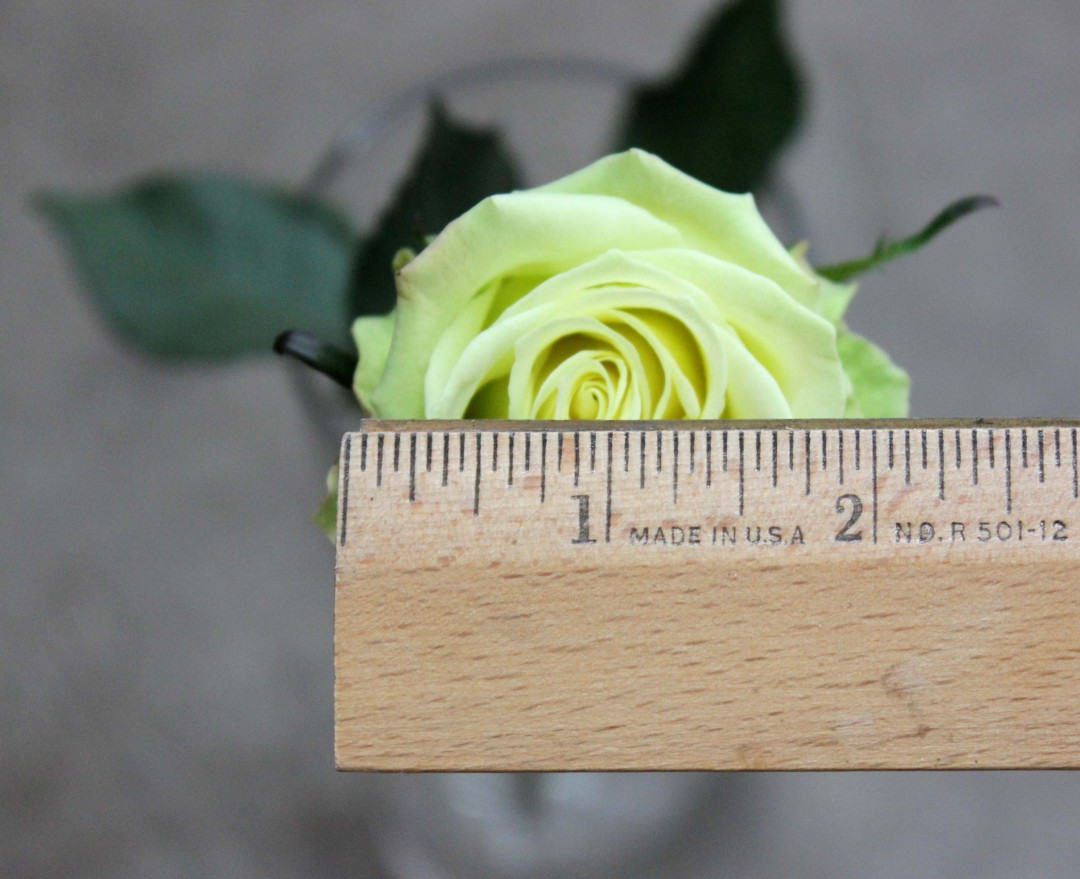 Jade | Stevens and Son Wholesale Florist