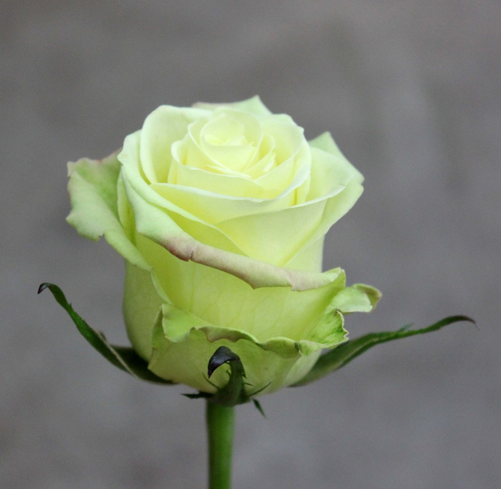 Jade | Stevens and Son Wholesale Florist