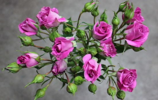 Spray Roses | Stevens and Son Wholesale Florist