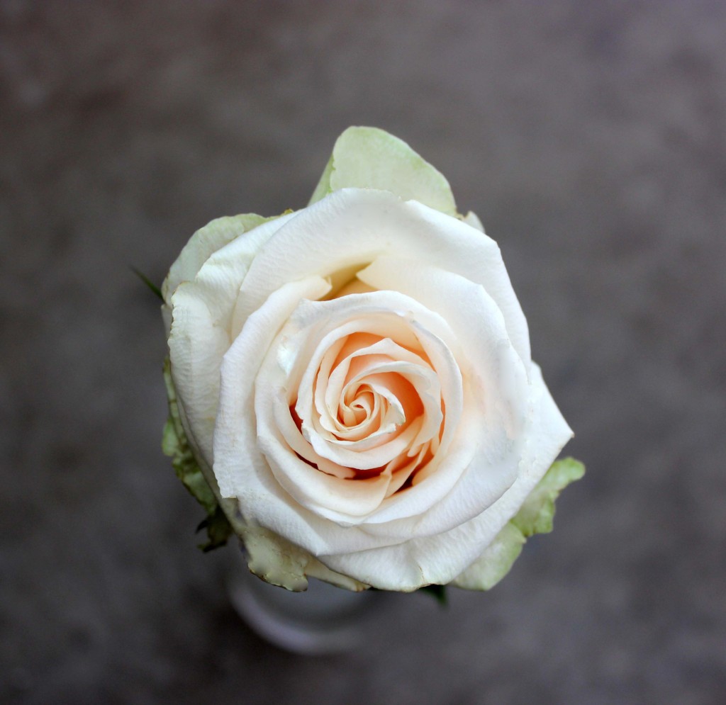 Talea | Stevens and Son Wholesale Florist