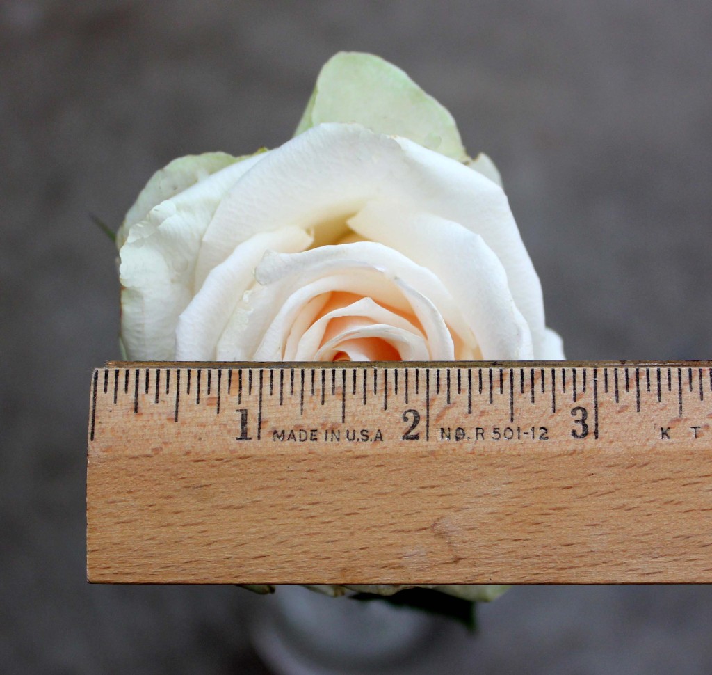 Talea | Stevens and Son Wholesale Florist