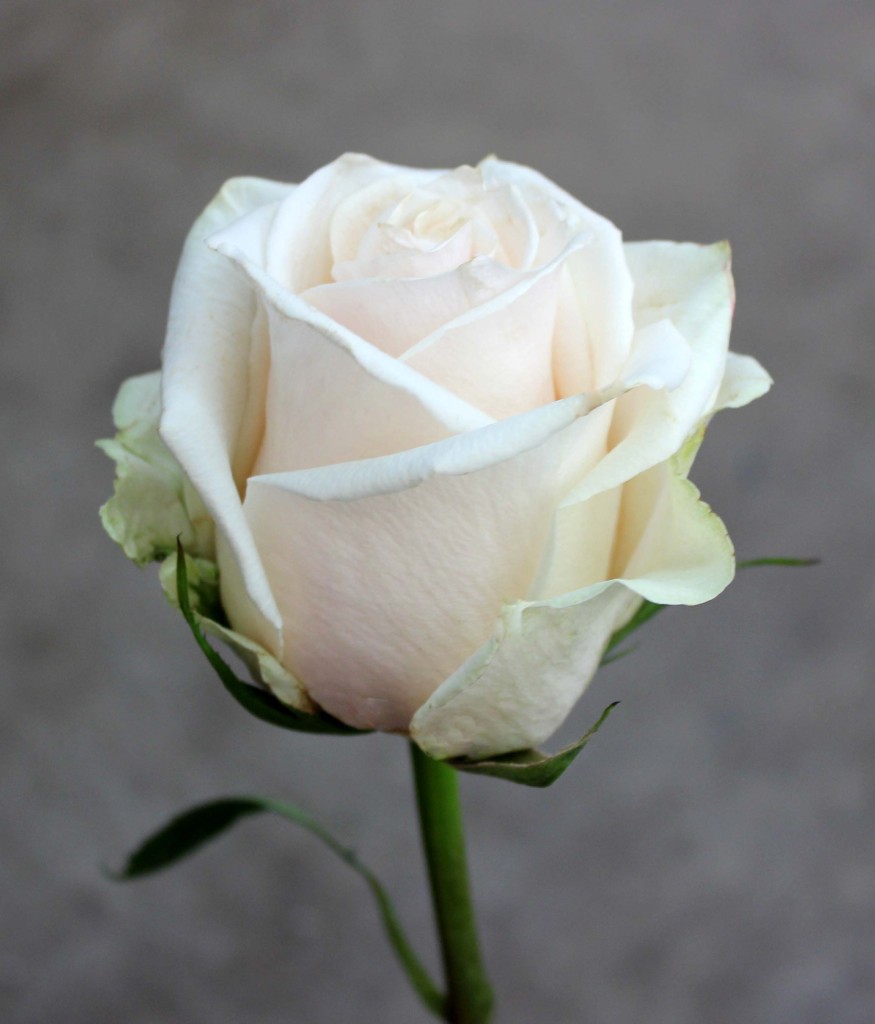 Talea | Stevens and Son Wholesale Florist