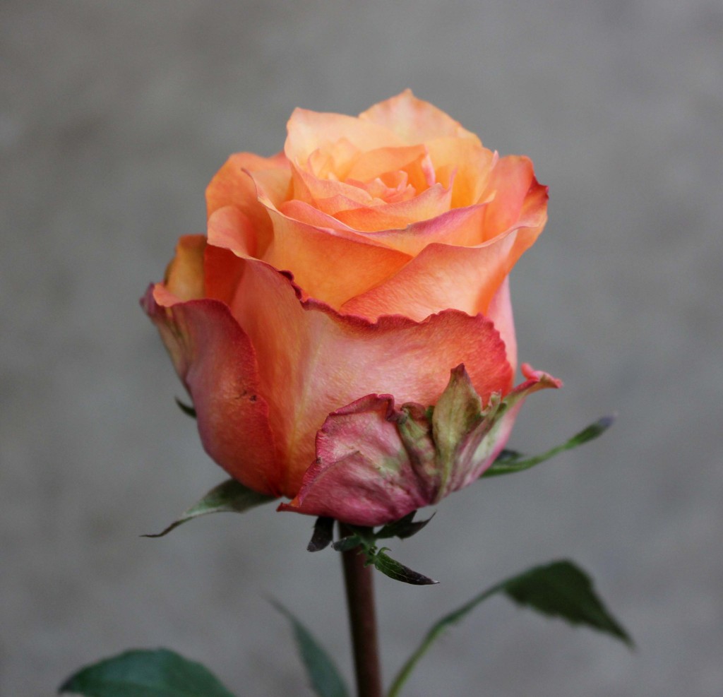 Twilight | Stevens and Son Wholesale Florist