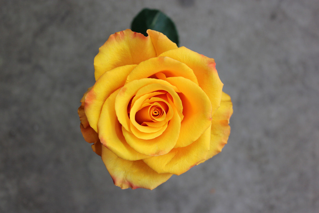 Tycoon | Stevens and Son Wholesale Florist