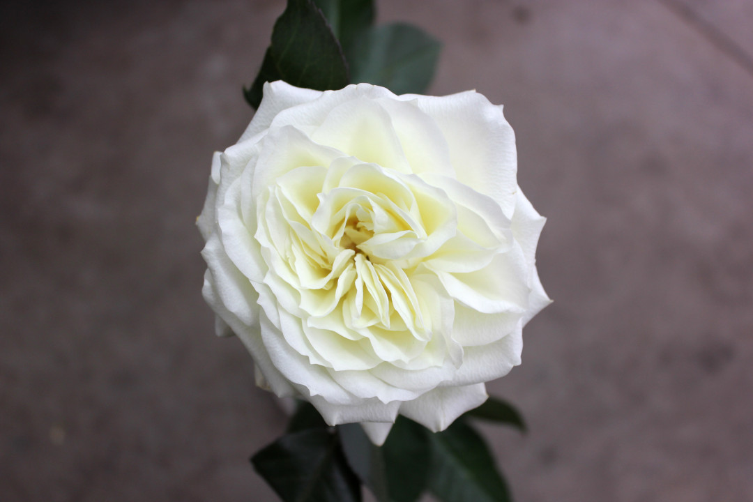 Alabaster | Stevens and Son Wholesale Florist