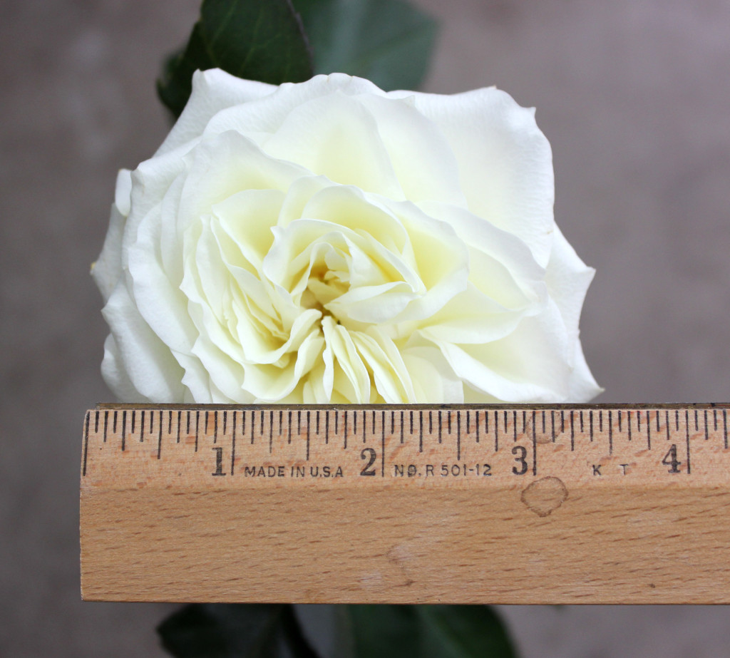 Alabaster | Stevens and Son Wholesale Florist