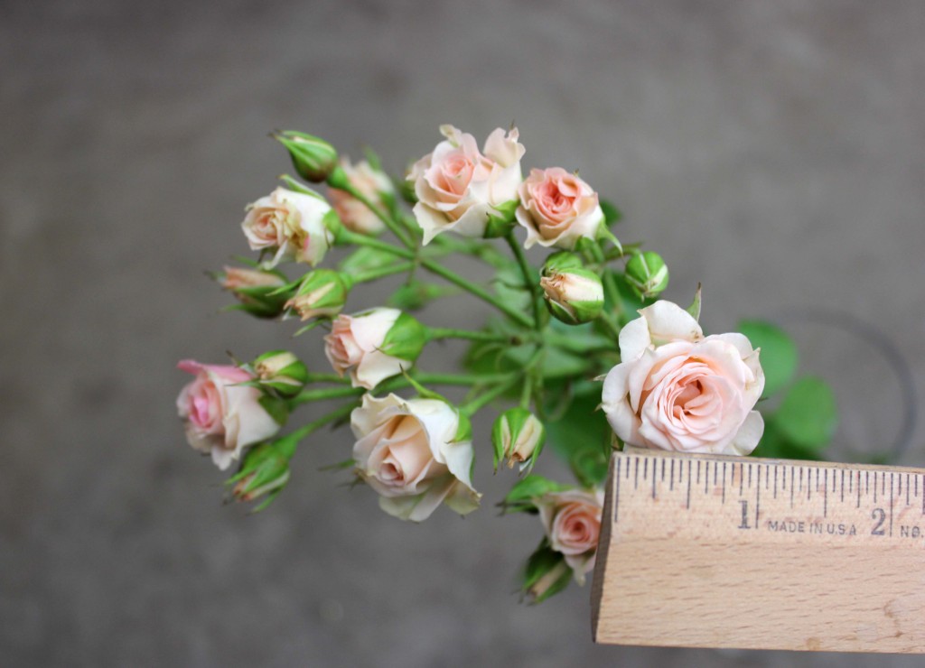 Cream Gracia | Stevens and Son Wholesale Florist