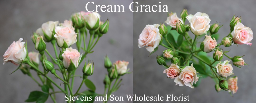 Spray Roses | Stevens and Son Wholesale Florist