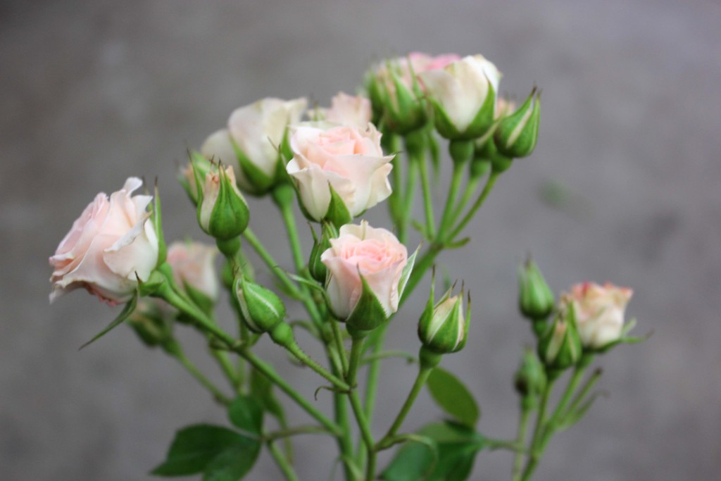 Cream Gracia | Stevens and Son Wholesale Florist