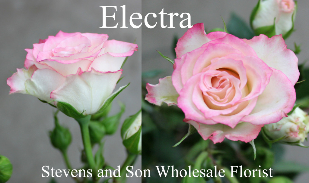Spray Roses | Stevens and Son Wholesale Florist